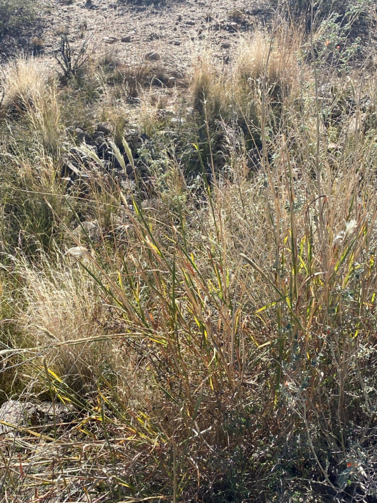 Plant ID - Cane Beardgrass - Friends of the Tonto National Forest