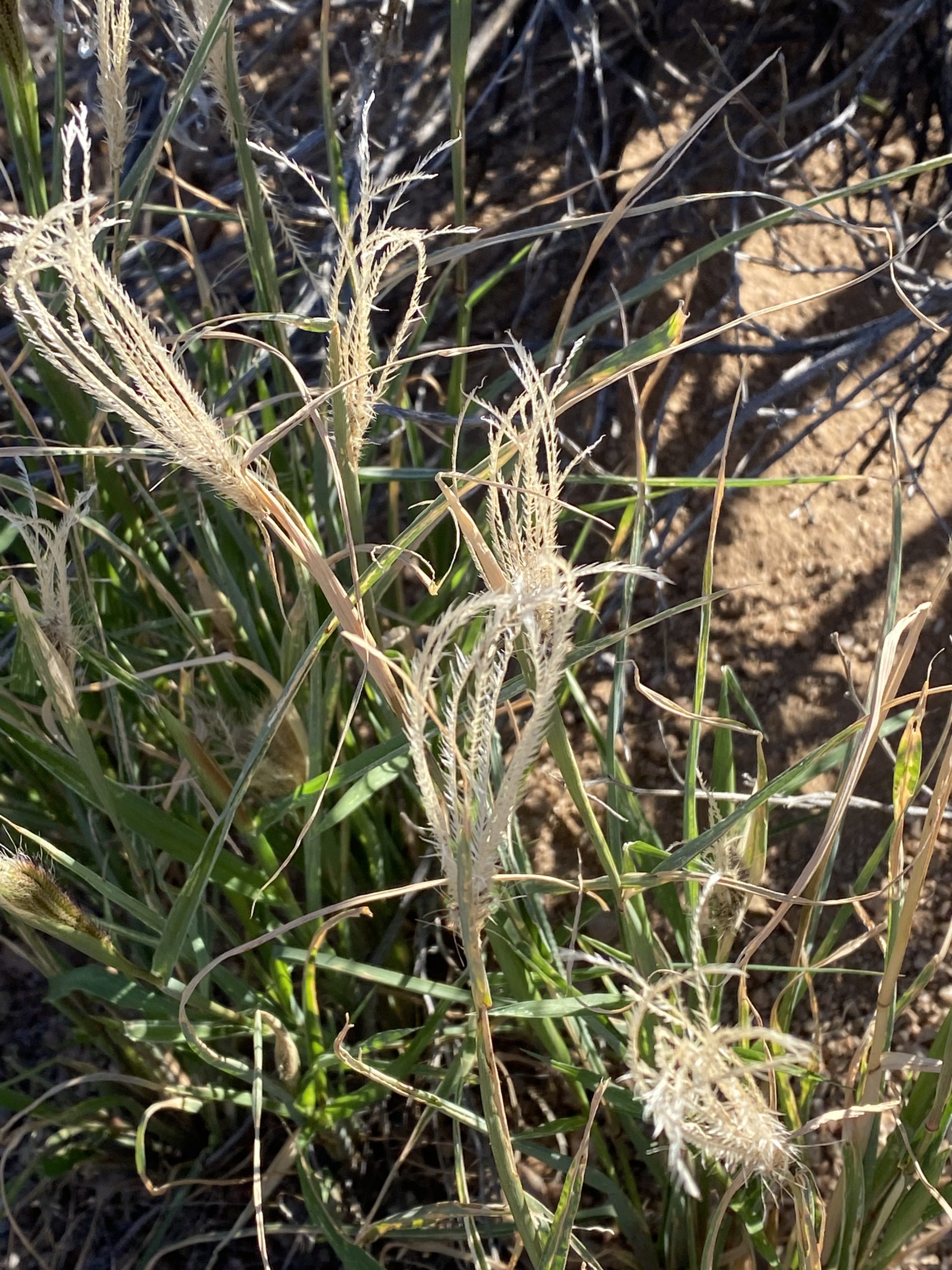 Plant ID - Feather Fingergrass - Friends of the Tonto National Forest