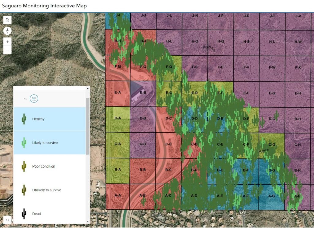 Saguaro Monitoring - Friends of the Tonto National Forest
